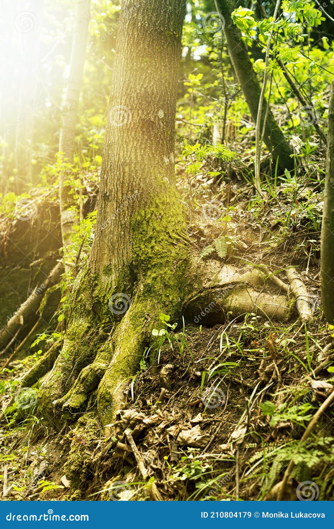 Roots of a Tree in Deciduous Forest Stock Image - Image of green ...
