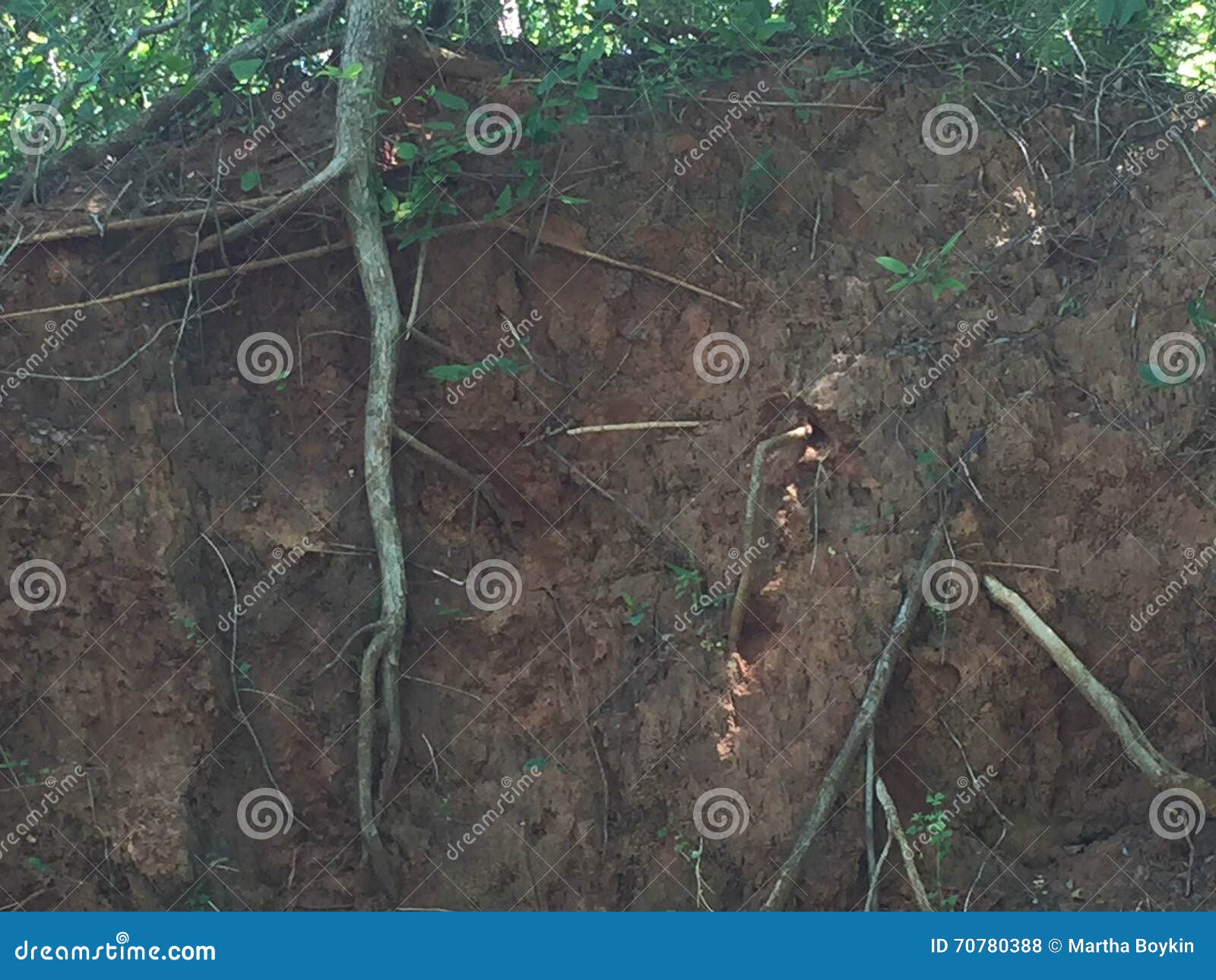 Roots stock photo. Image of roots, erosion, tree, clay - 70780388