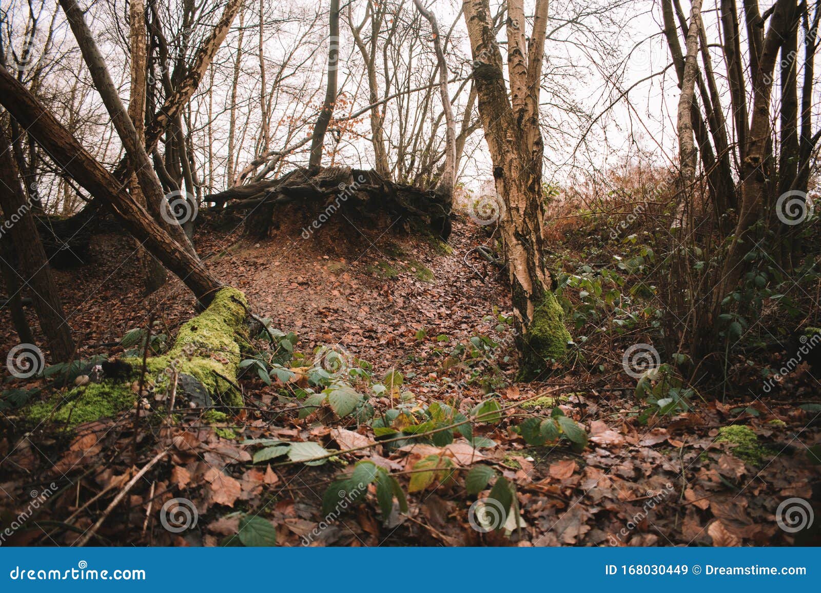 Tree Overhanging Stock Photos - Download 1,227 Royalty Free Photos