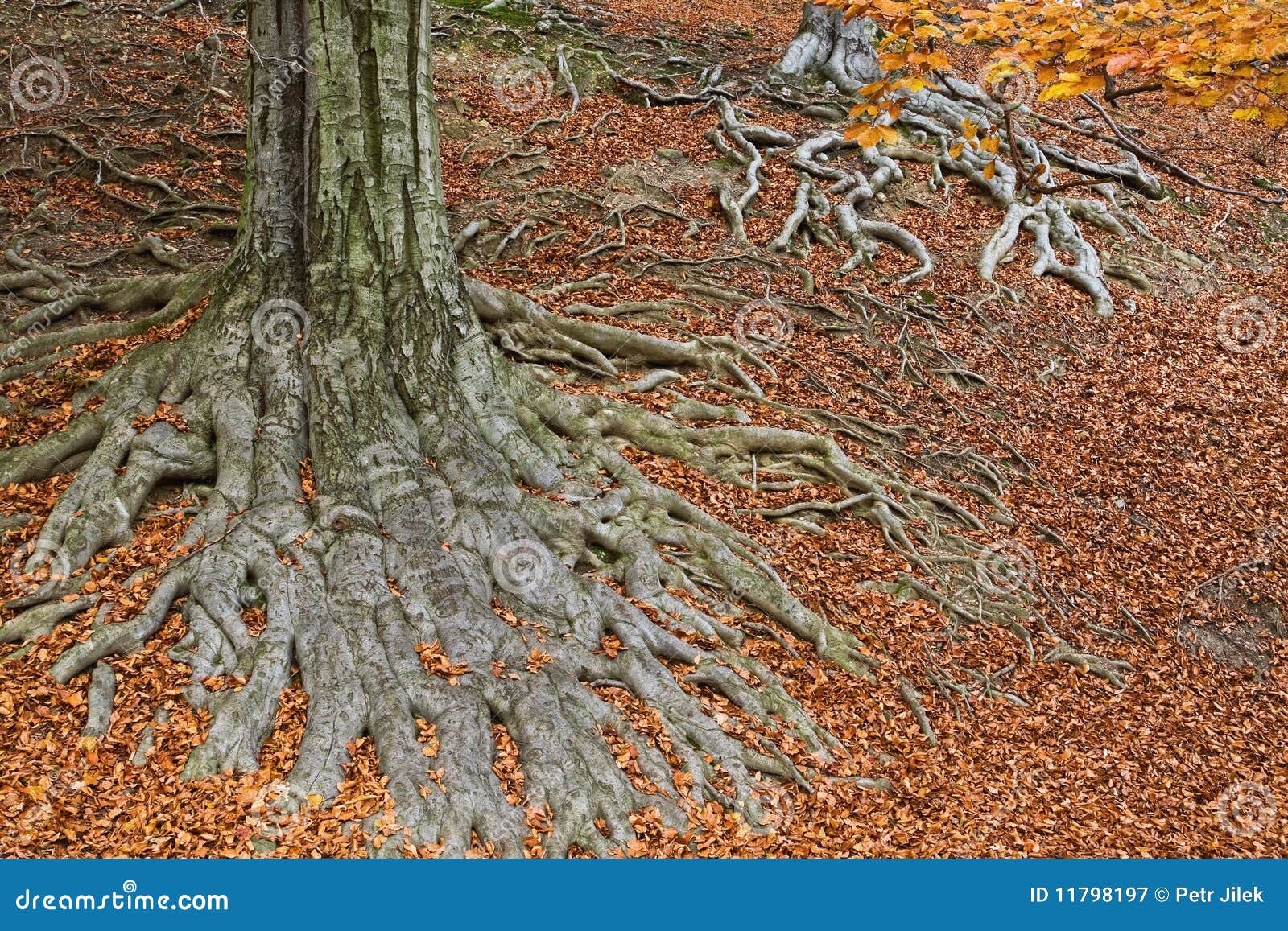 Roots of a Tree in Fall Colors Stock Image - Image of ground, roots ...