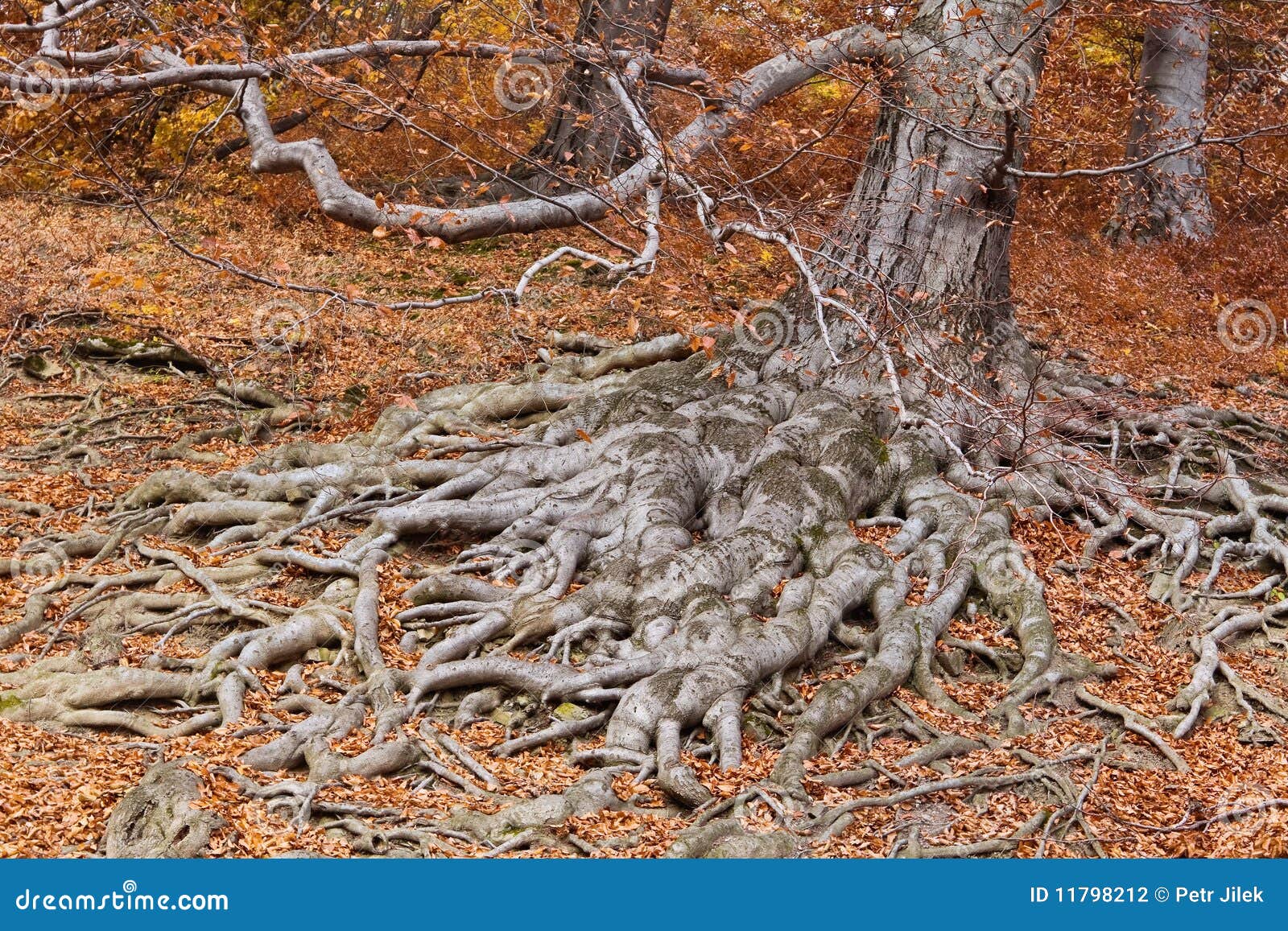 Roots of a Tree in Fall Colors Stock Photo - Image of ground, nature ...