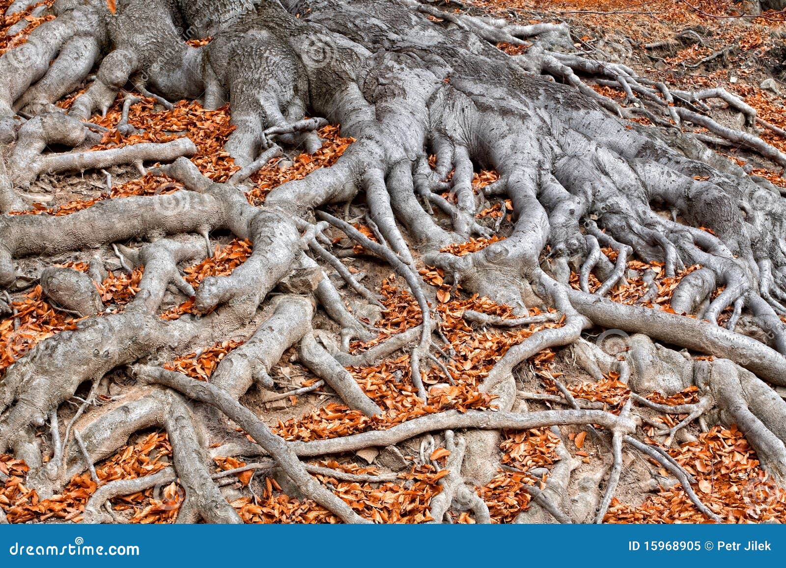 Roots of a Tree in Fall Colors Stock Image - Image of flora, root: 15968905