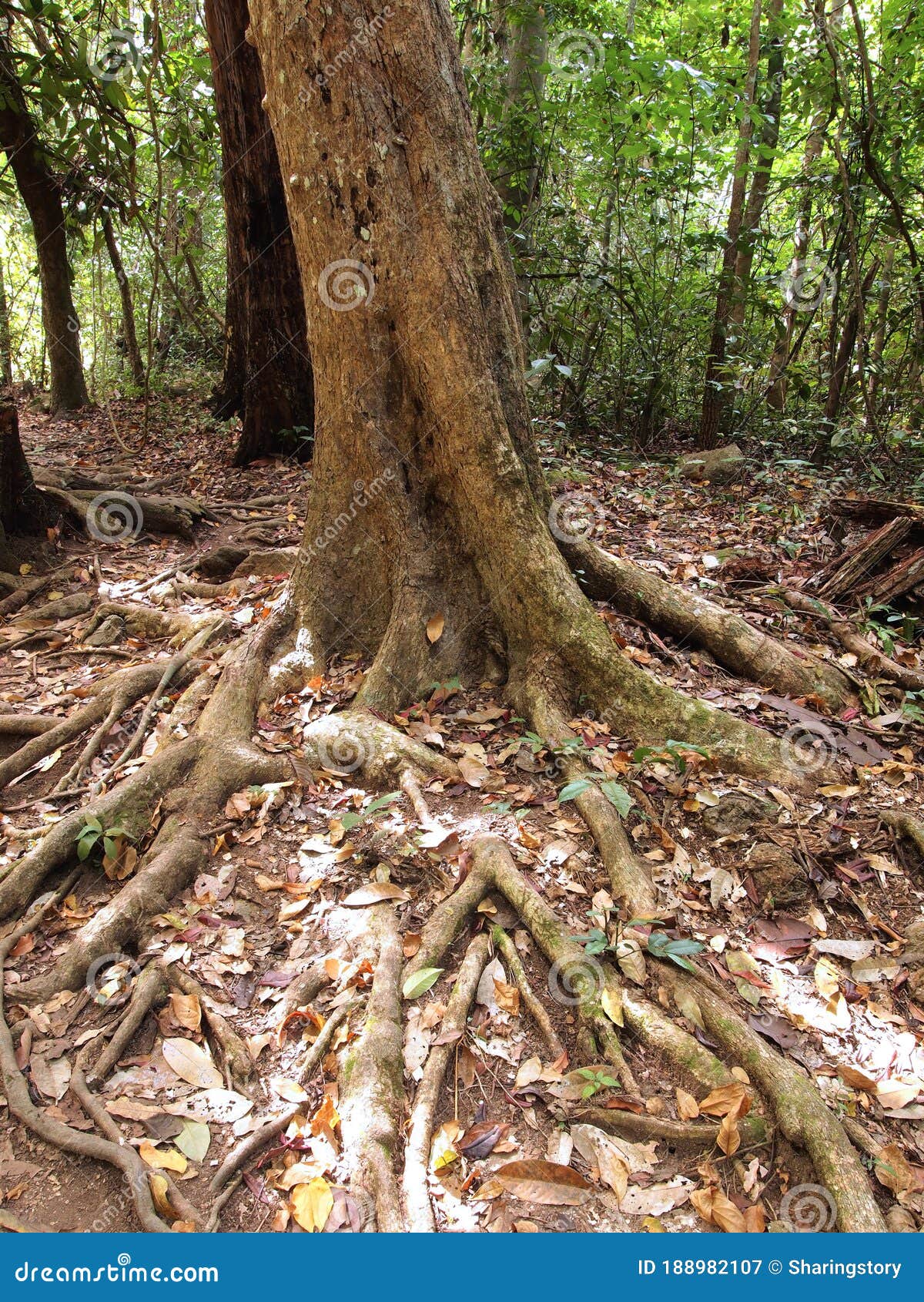 Roots of tree in forest stock image. Image of forest - 188982107