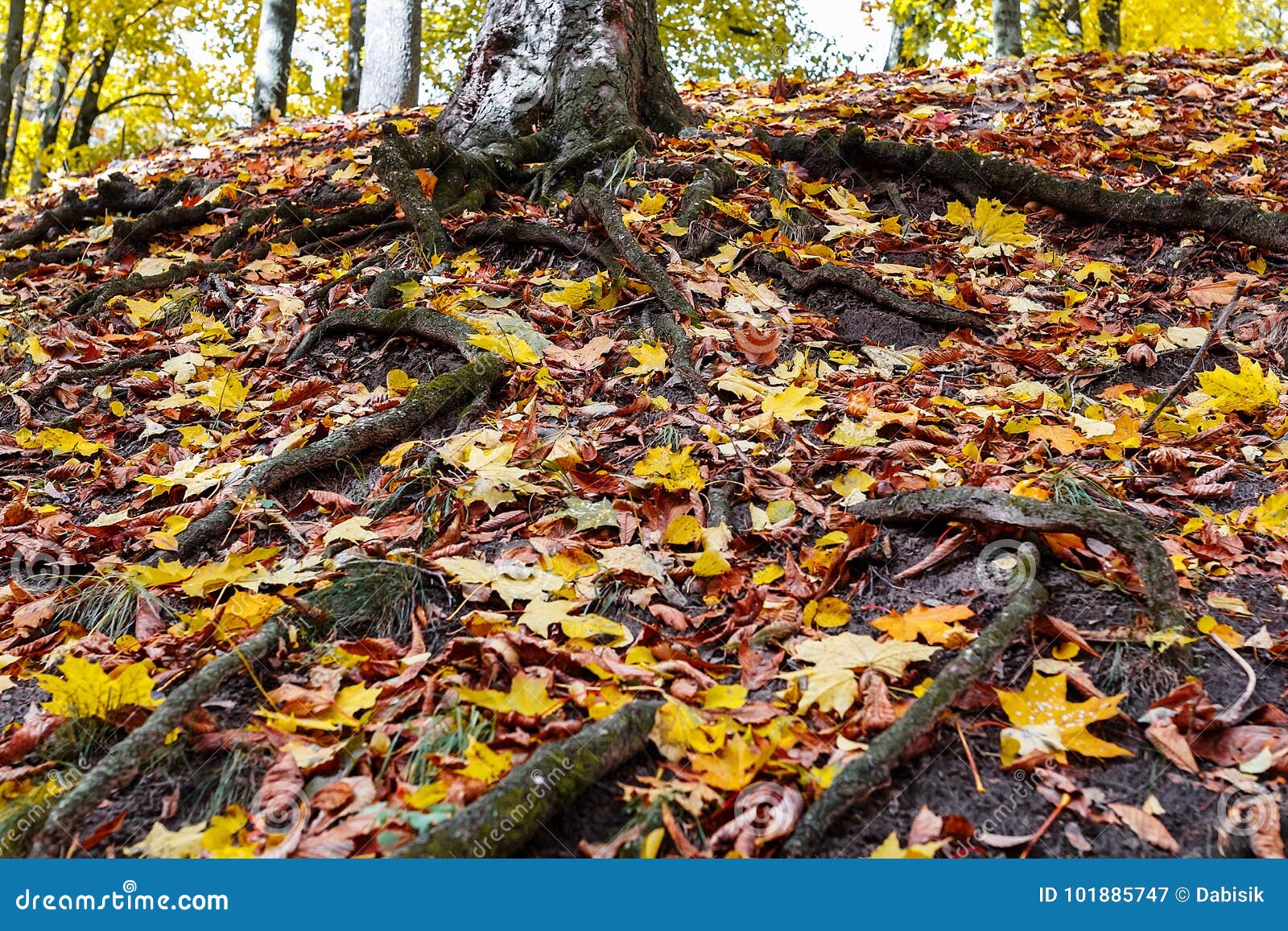 The Roots of a Tree in a Forest in Autumn. Stock Image - Image of ...