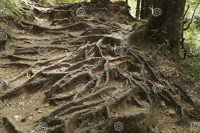Roots of Tree in a Forest of the Mountains Stock Photo - Image of ...
