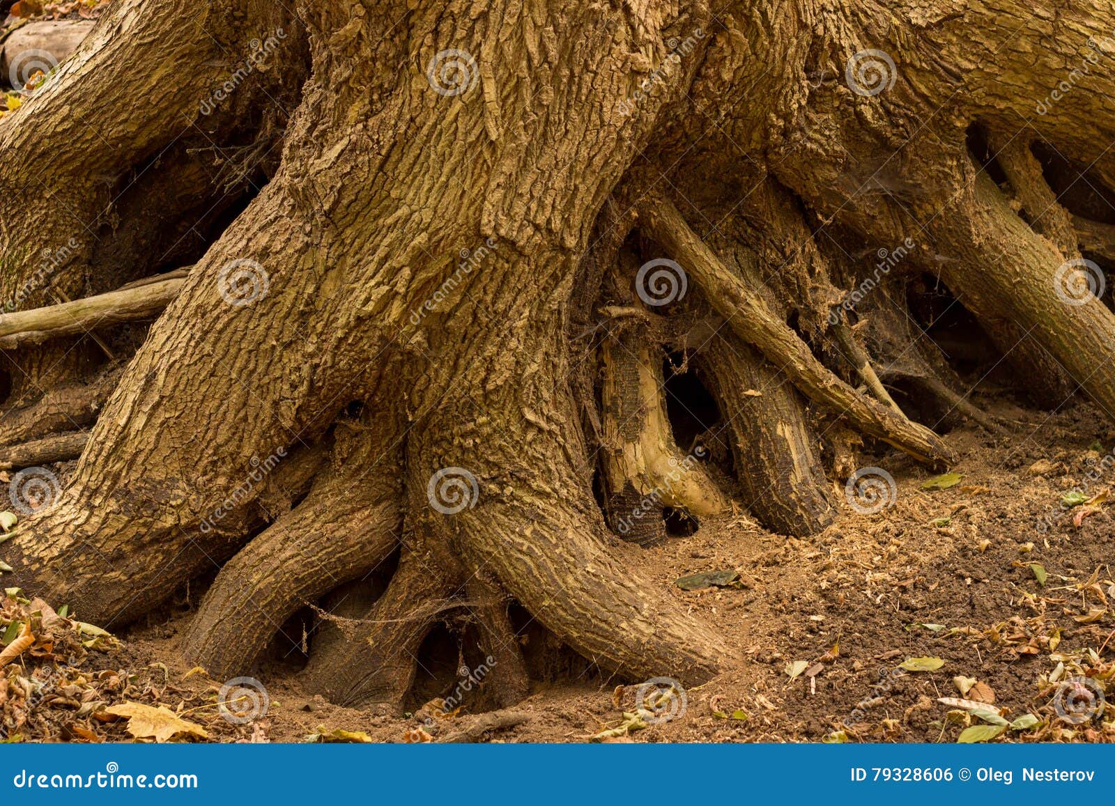 The Roots of a Tree in the Forest Stock Photo - Image of leaves ...