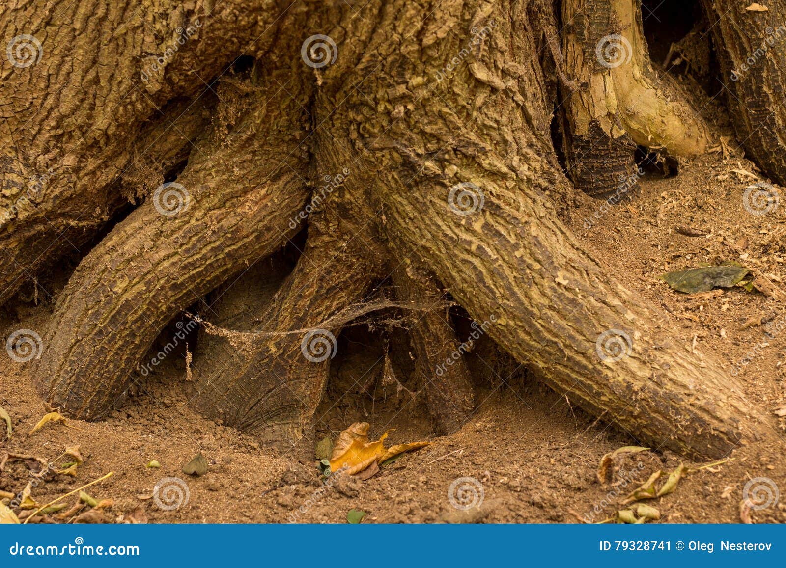 The Roots of a Tree in the Forest Stock Image - Image of light, element ...