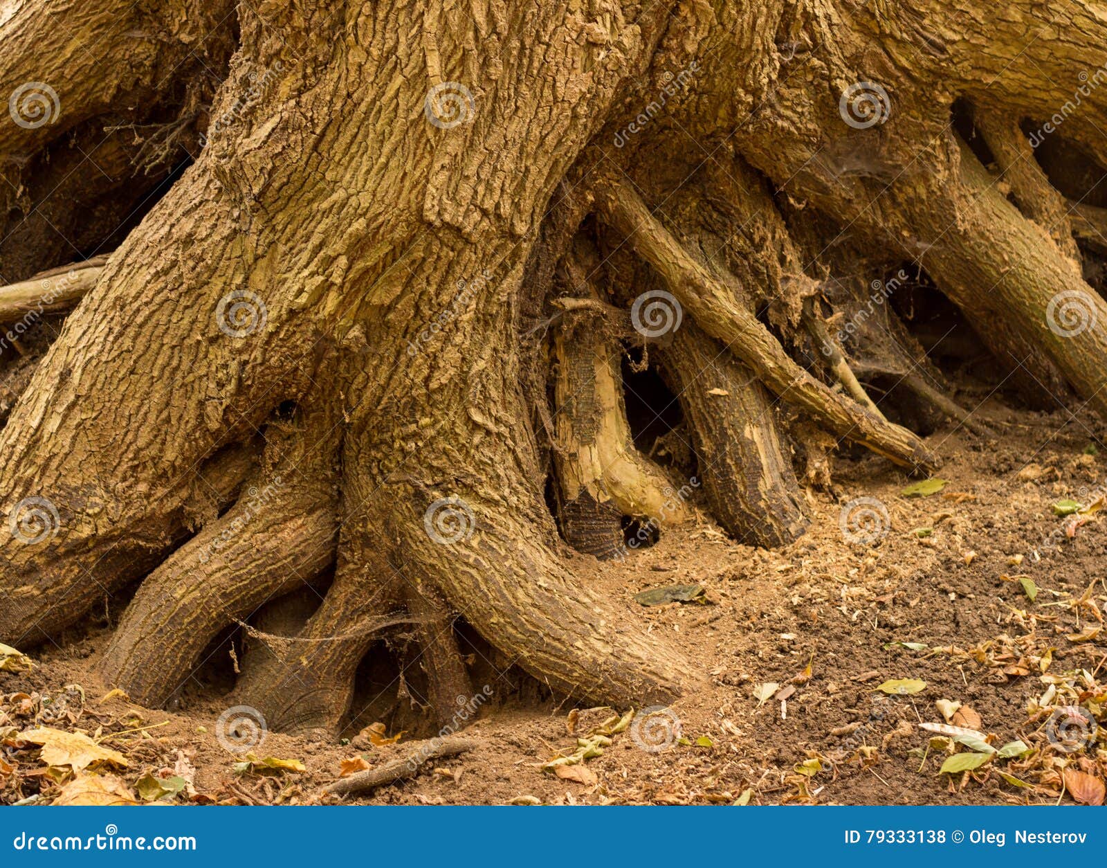 The Roots of a Tree in the Forest Stock Photo - Image of landscapes ...