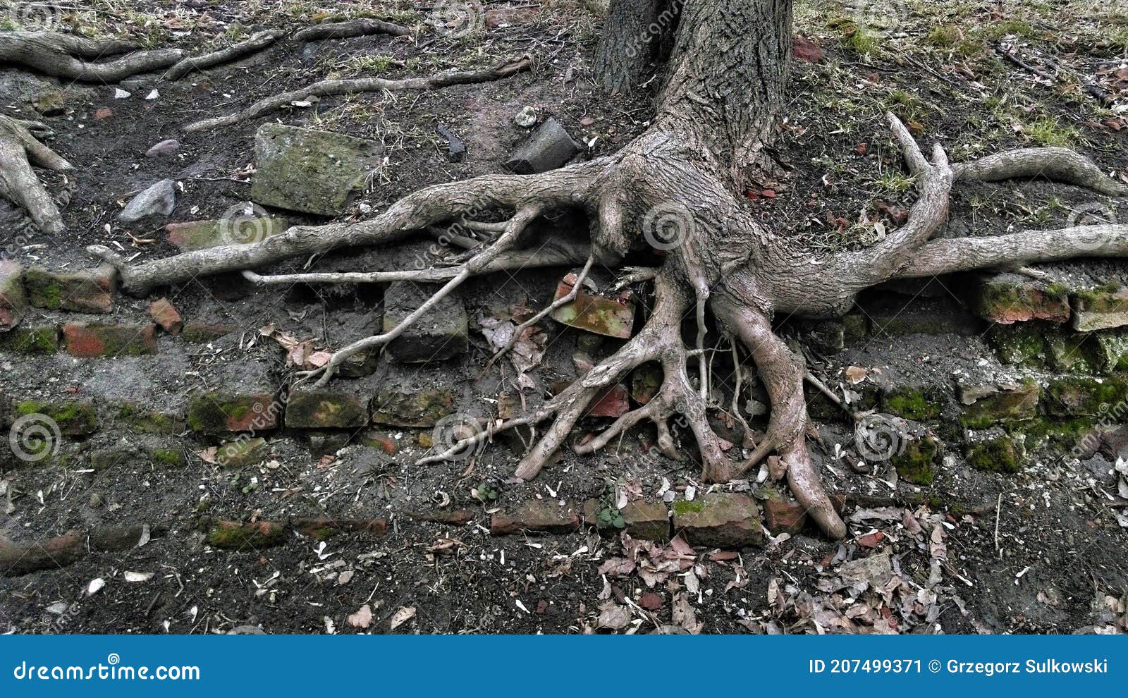The Roots of a Tree on the Foundations a Building Stock Image - Image ...