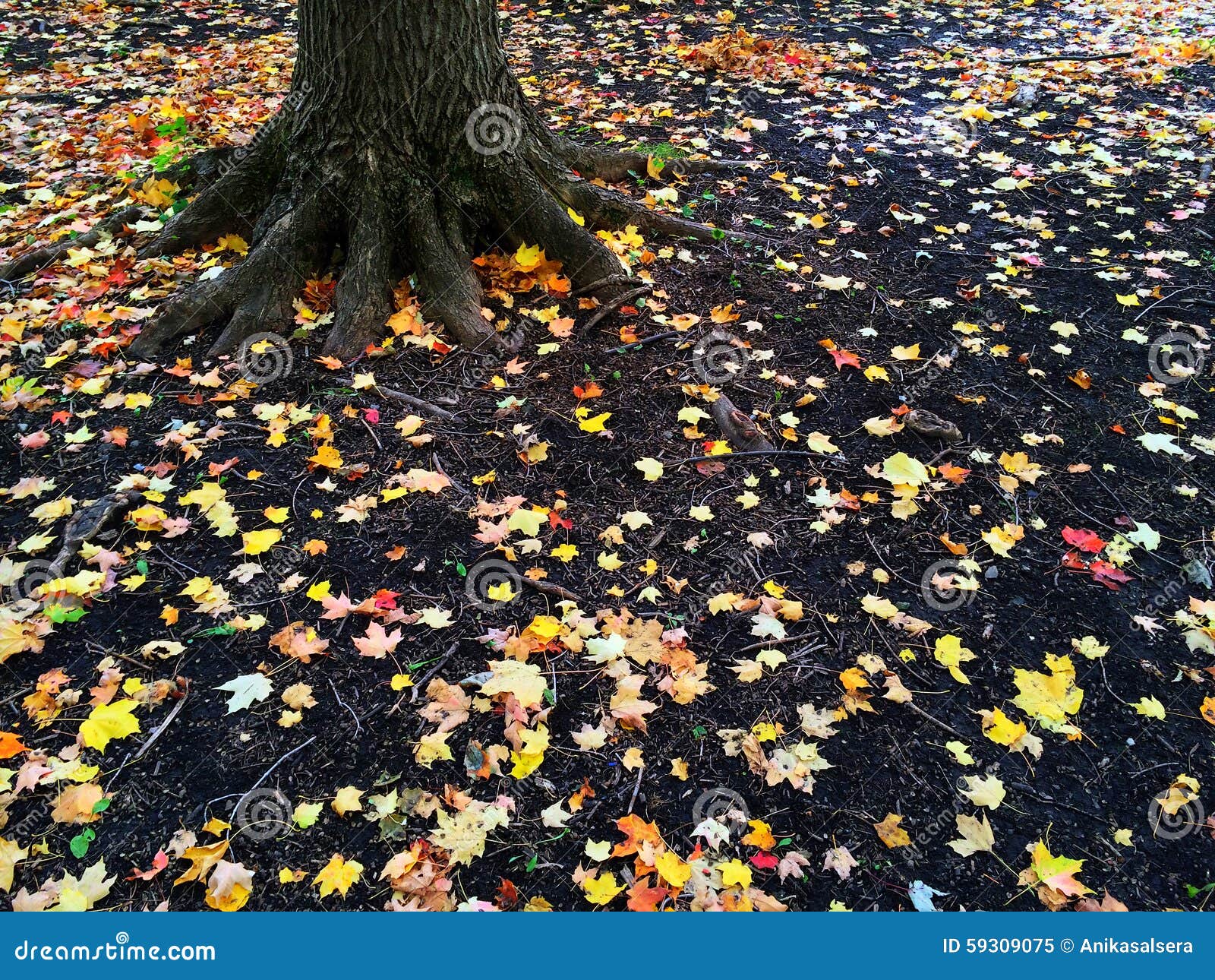 Roots of a Tree and Golden Autumn Leaves Stock Image - Image of golden ...