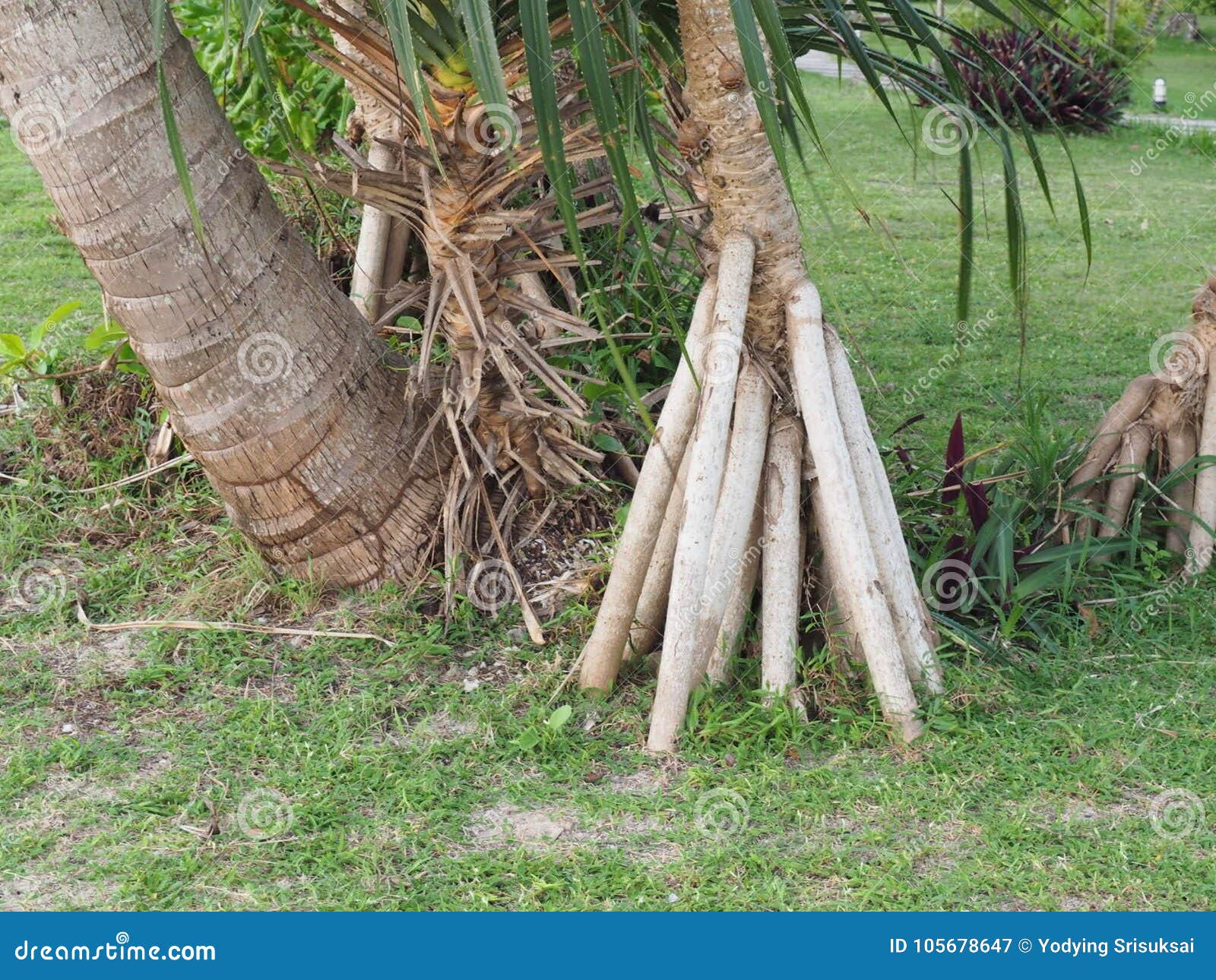 1,128 Graden Outdoor Stock Photos - Free & Royalty-Free Stock Photos ...