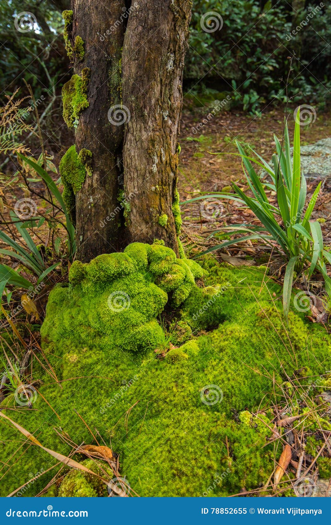 Roots of Tree with Green Moss Stock Image - Image of asia, majestic ...
