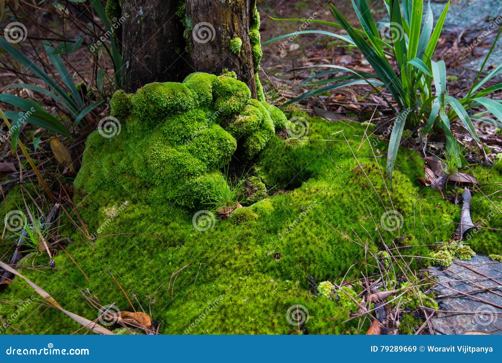 Roots of Tree with Green Moss Stock Image - Image of landscape ...