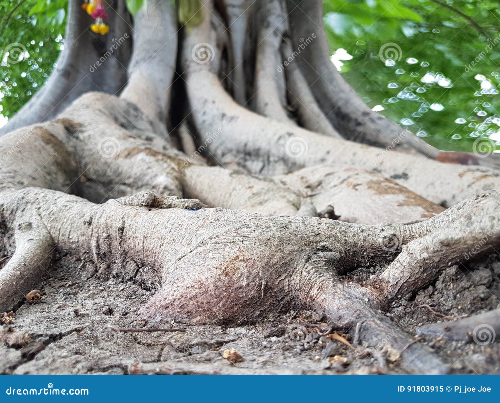 Roots of the Tree on the Ground. Stock Image - Image of detail, element ...