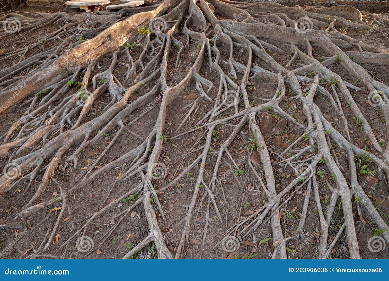 Roots of a Tree on the Ground Stock Photo - Image of dicots, trunk ...