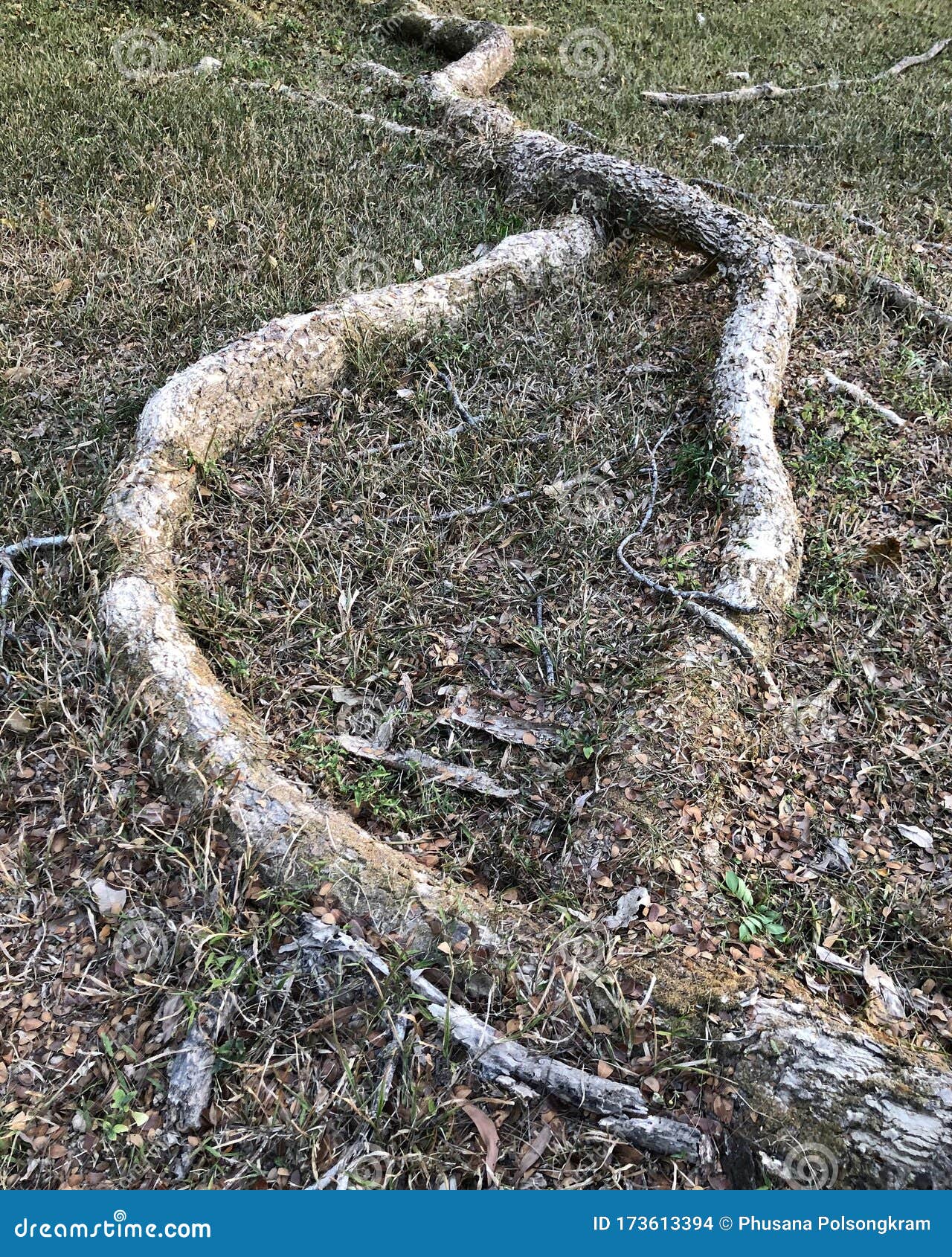 Roots of tree on ground stock photo. Image of environment - 173613394