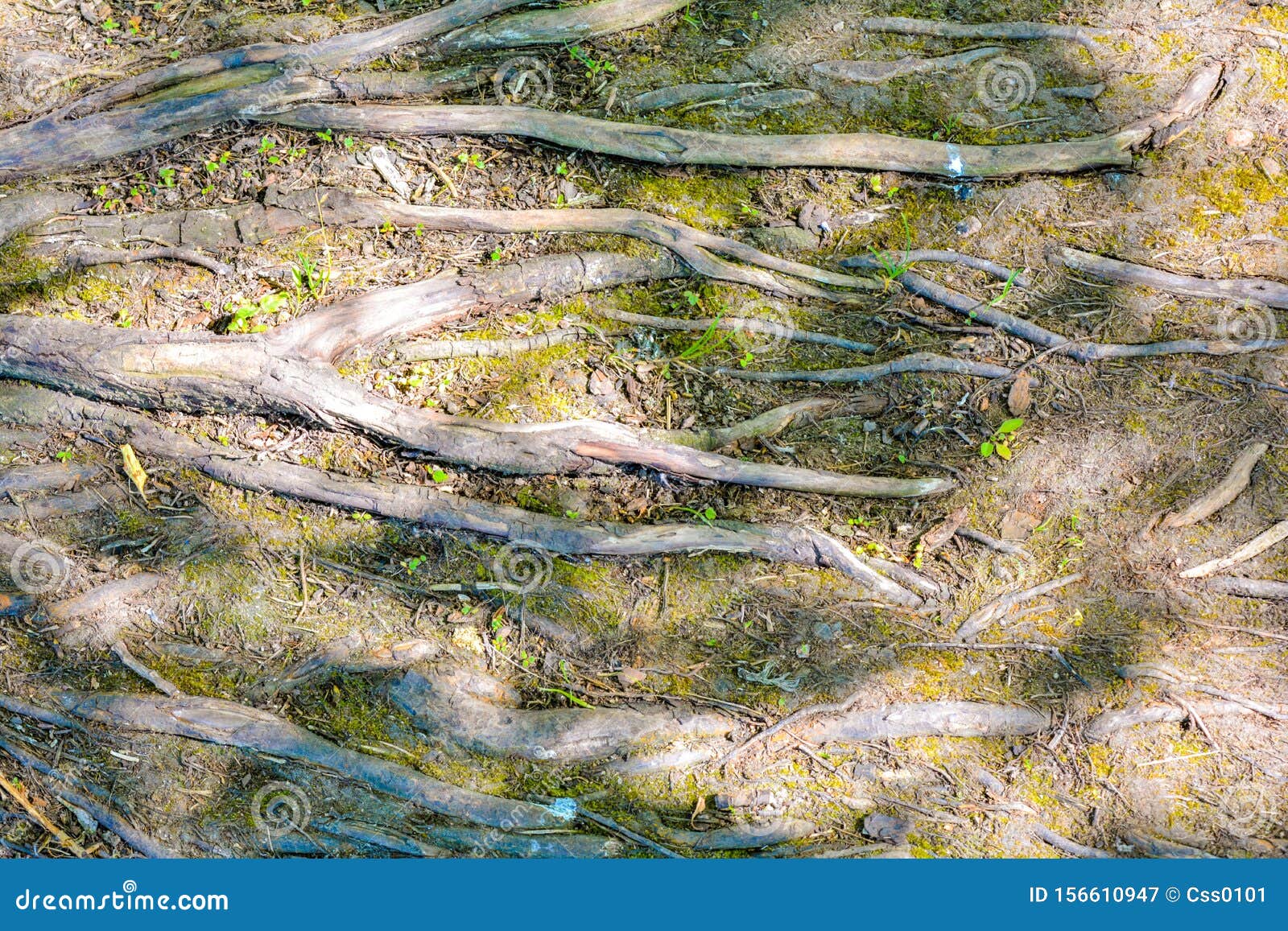 Roots of Tree in Ground with Sparse Green Grass, Small Fragments of ...