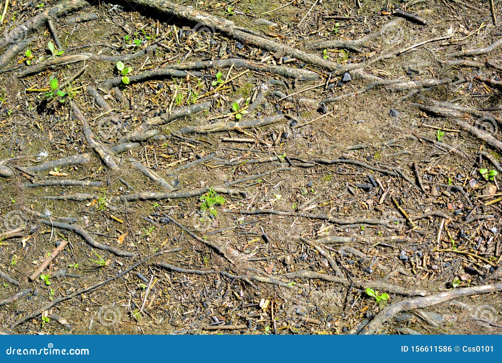 Roots of Tree in Ground with Sparse Green Grass, Small Fragments of ...