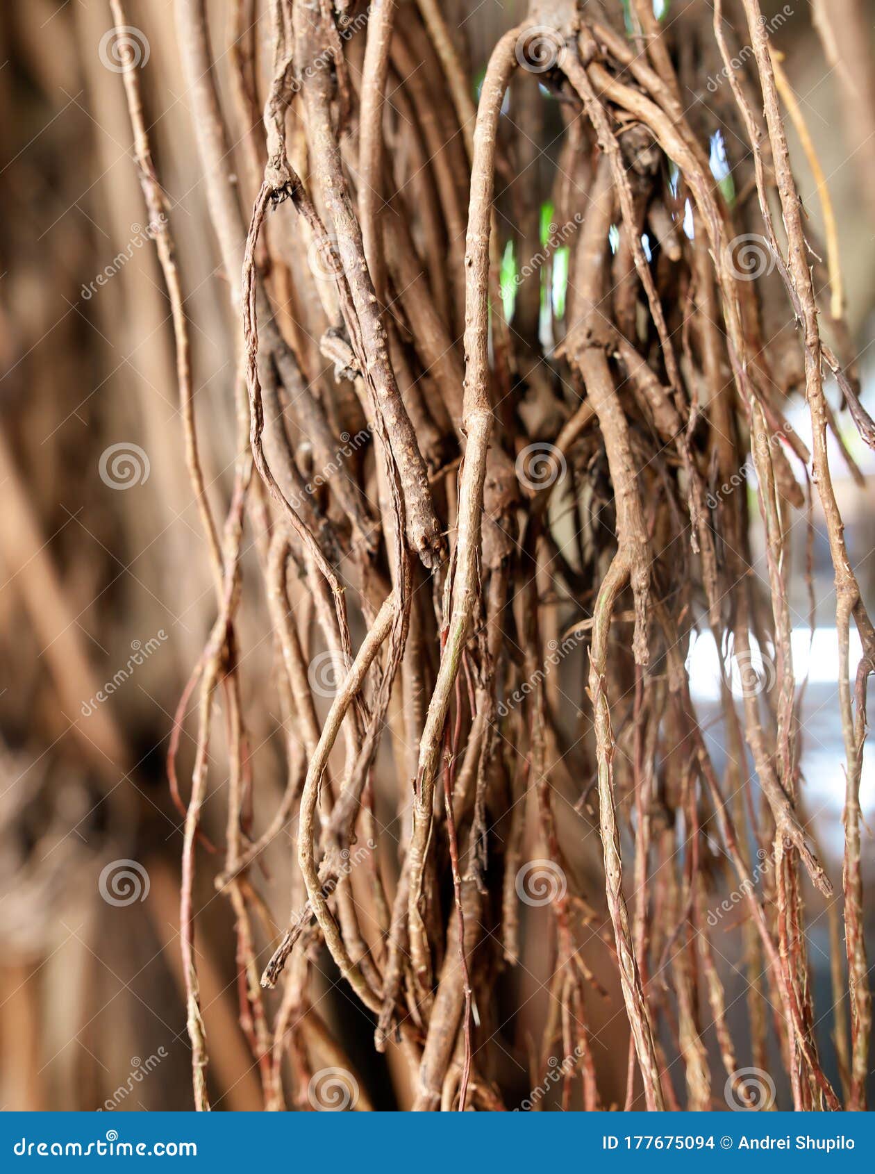 The Roots of a Tree Grow Outside Stock Photo - Image of roots, leaf ...