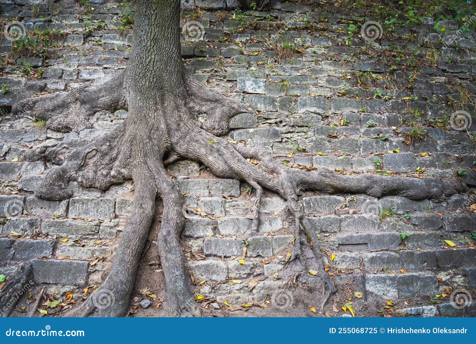 The Roots of the Tree Grow on the Stones Stock Image - Image of branch ...