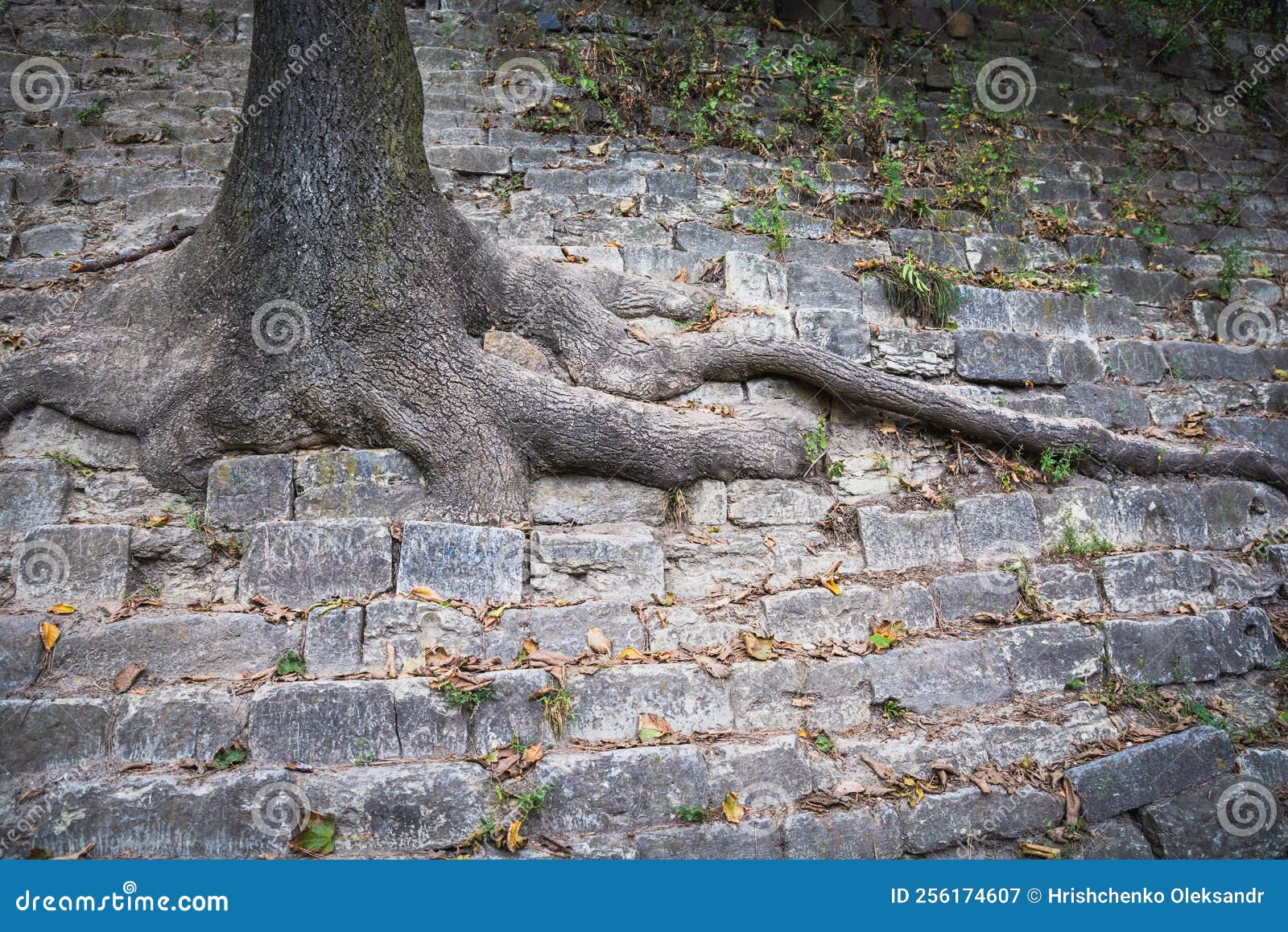 The Roots of the Tree Grow on the Stones Stock Image - Image of branch ...
