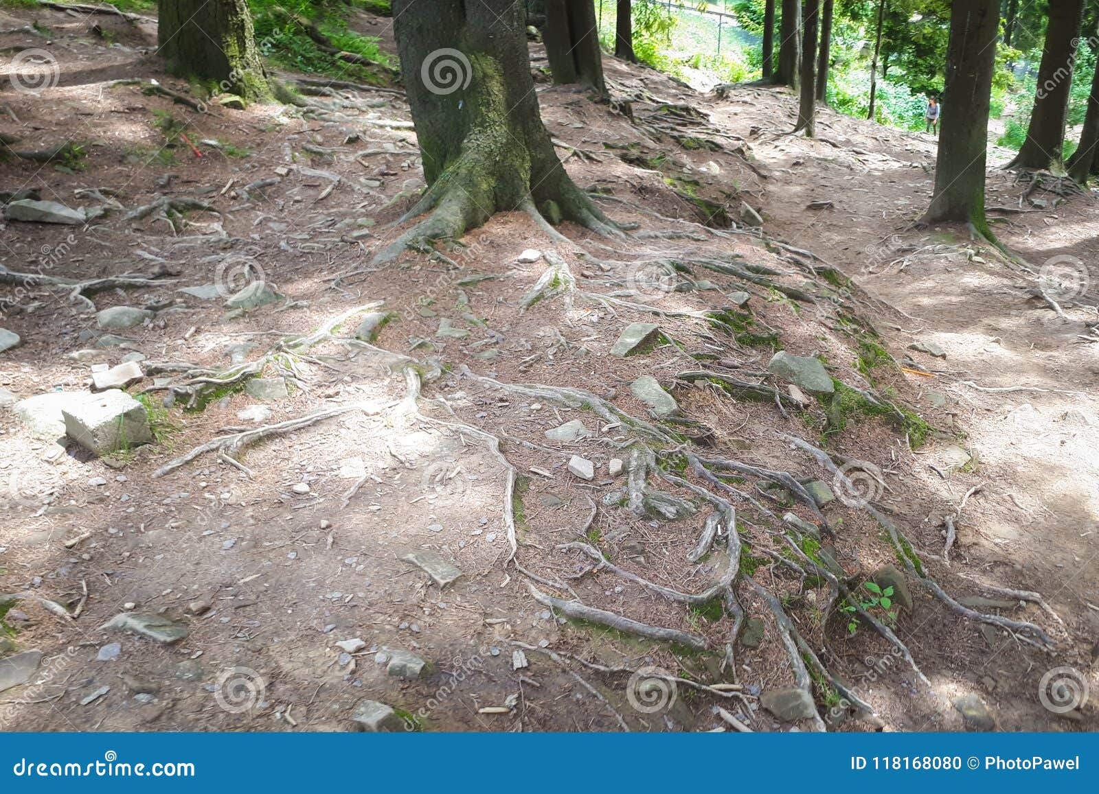 The Roots of a Tree Growing Above the Ground. Stock Photo - Image of ...