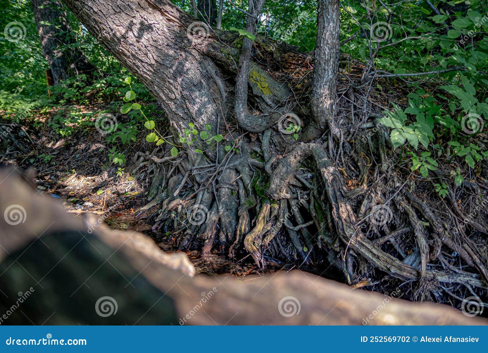 The Roots of a Tree Growing on the Bank of a Forest Stream Stock Photo ...