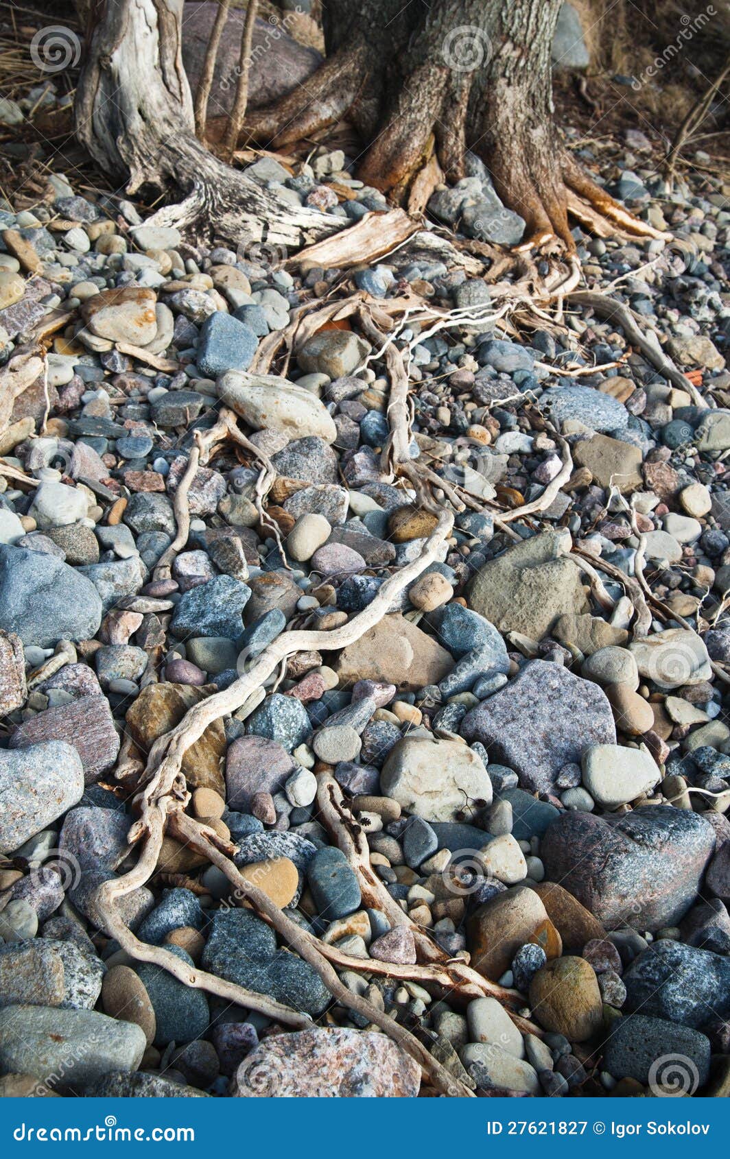 Roots of the Tree Growing among the Rocks Stock Image - Image of land ...