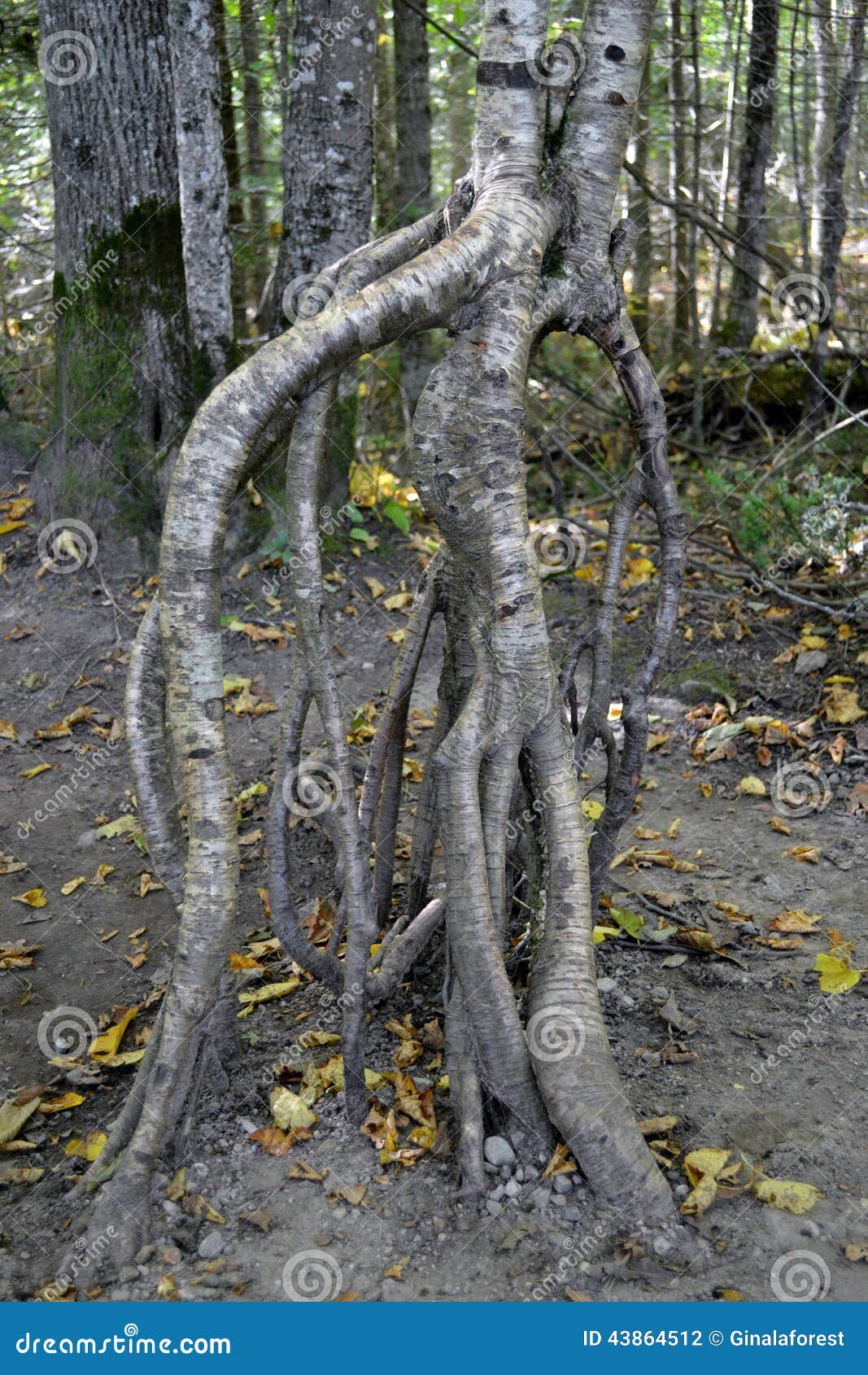 Roots stock photo. Image of america, growing, ground - 43864512