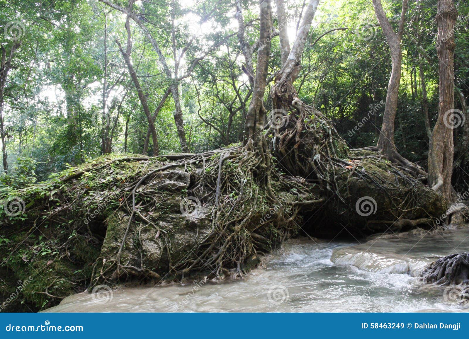 Roots stock image. Image of aquatic, recreation, ecosystem - 58463249
