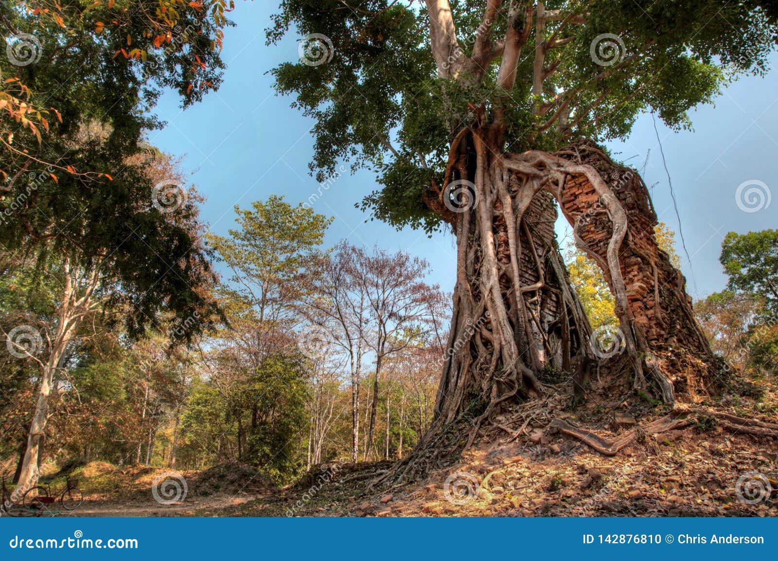 The Roots of a Tree Hold Up What Remains of a Temple in Cambodia on the ...