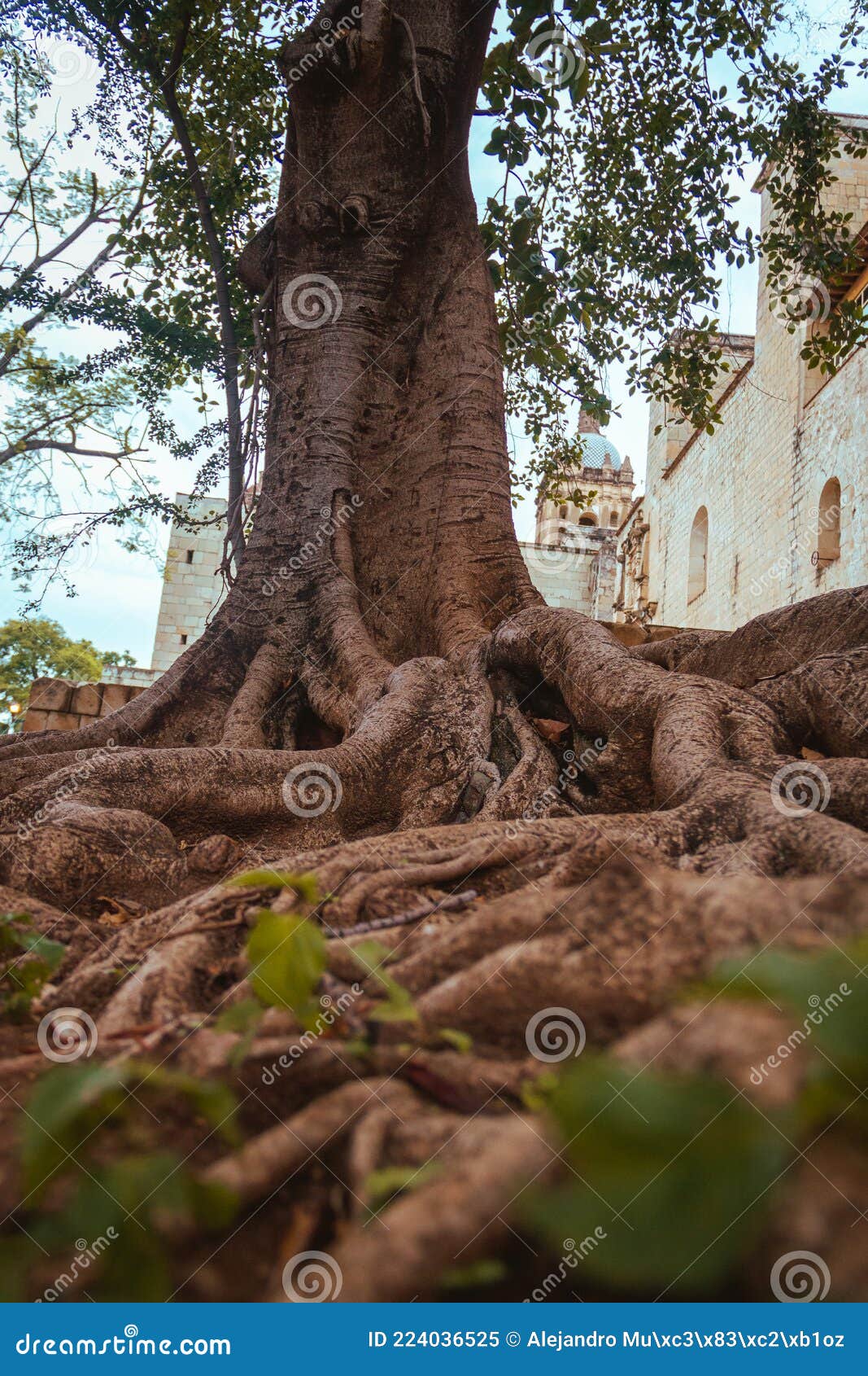 Roots of a Tree Hundreds of Years Old, Old Tree Stock Image - Image of ...