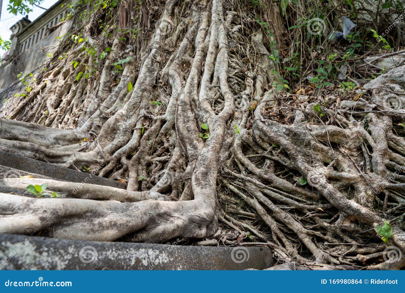 Staircase Of Roots. Siberian Patterns Of Nature, Irkutsk. Siberia Stock ...