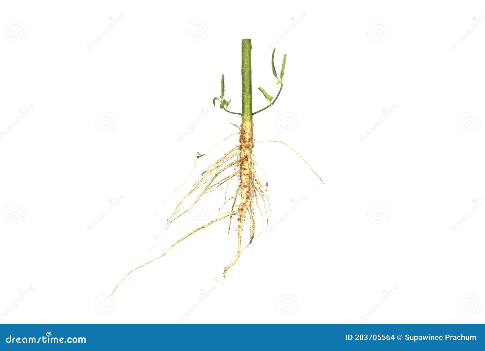 Roots of Tree Isolated on White Background Stock Photo - Image of ...