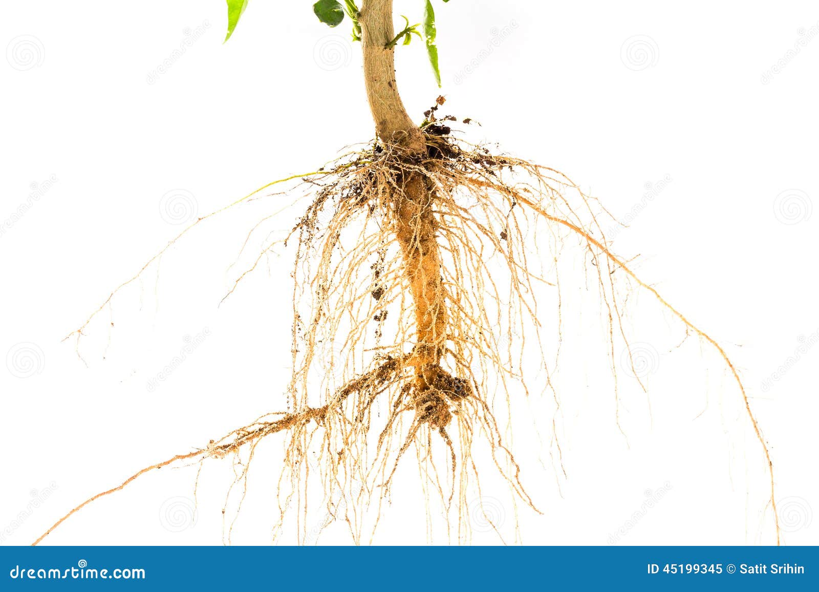 Roots Tree Isolated on White Stock Image - Image of trunk, organic ...