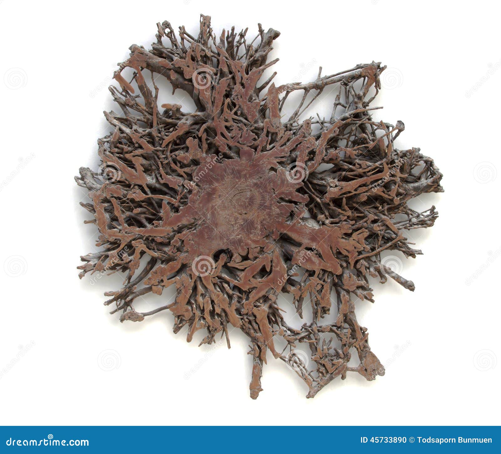 Roots Tree Isolated on a White Background Stock Photo - Image of ...