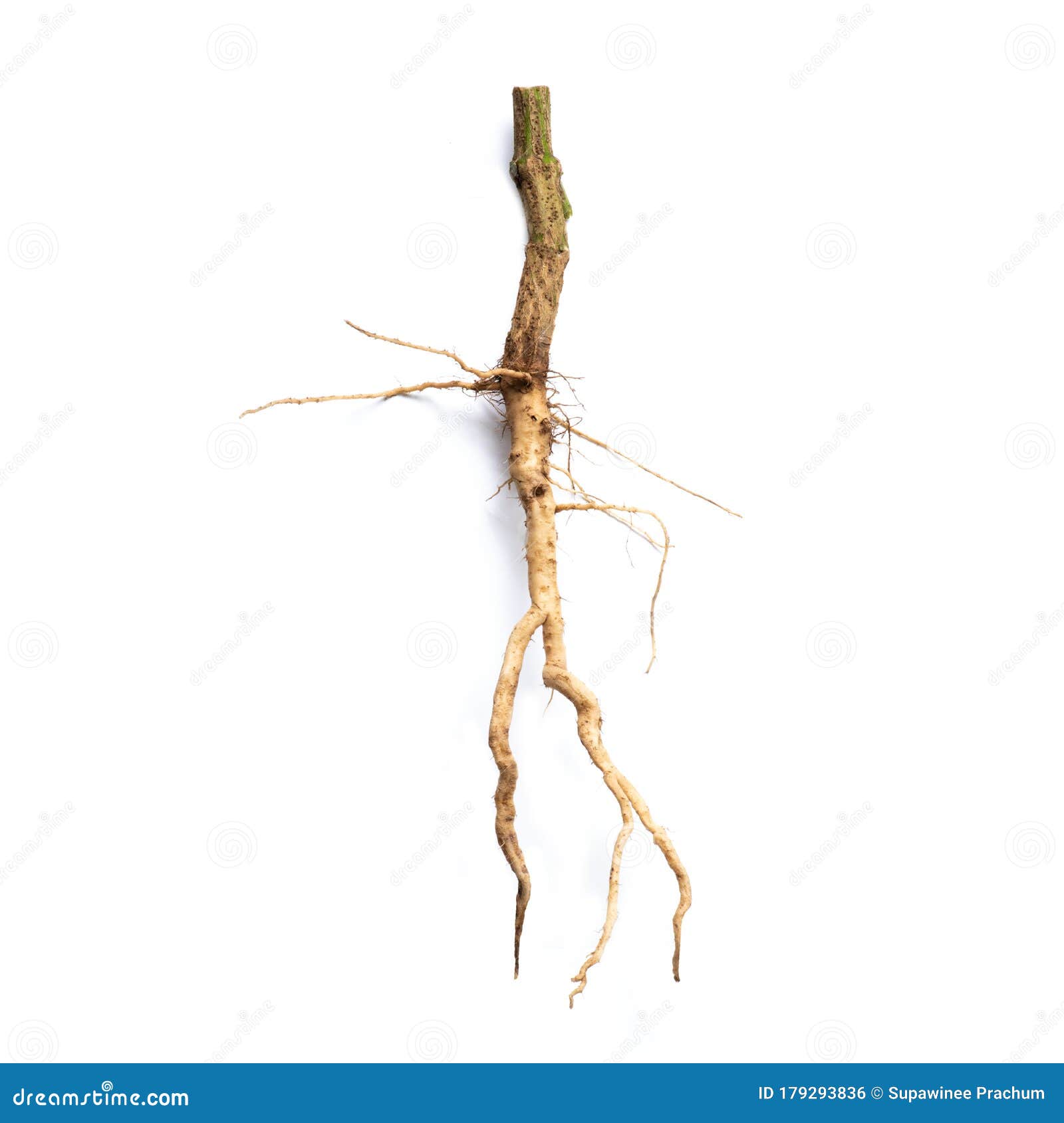 Roots of Tree Isolated on White Background Stock Photo - Image of green ...
