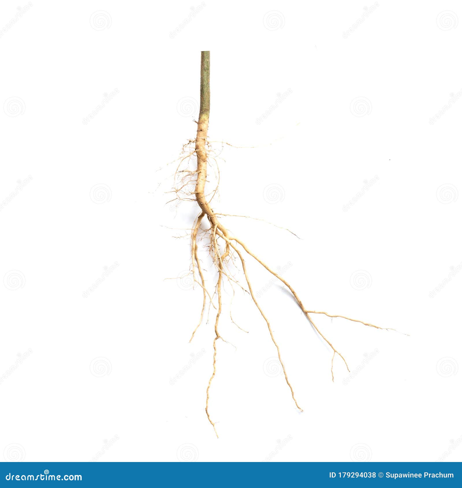 Roots of Tree Isolated on White Background Stock Photo - Image of tree ...