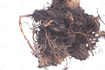 Roots of Tree Isolated on White Background Stock Image - Image of ...