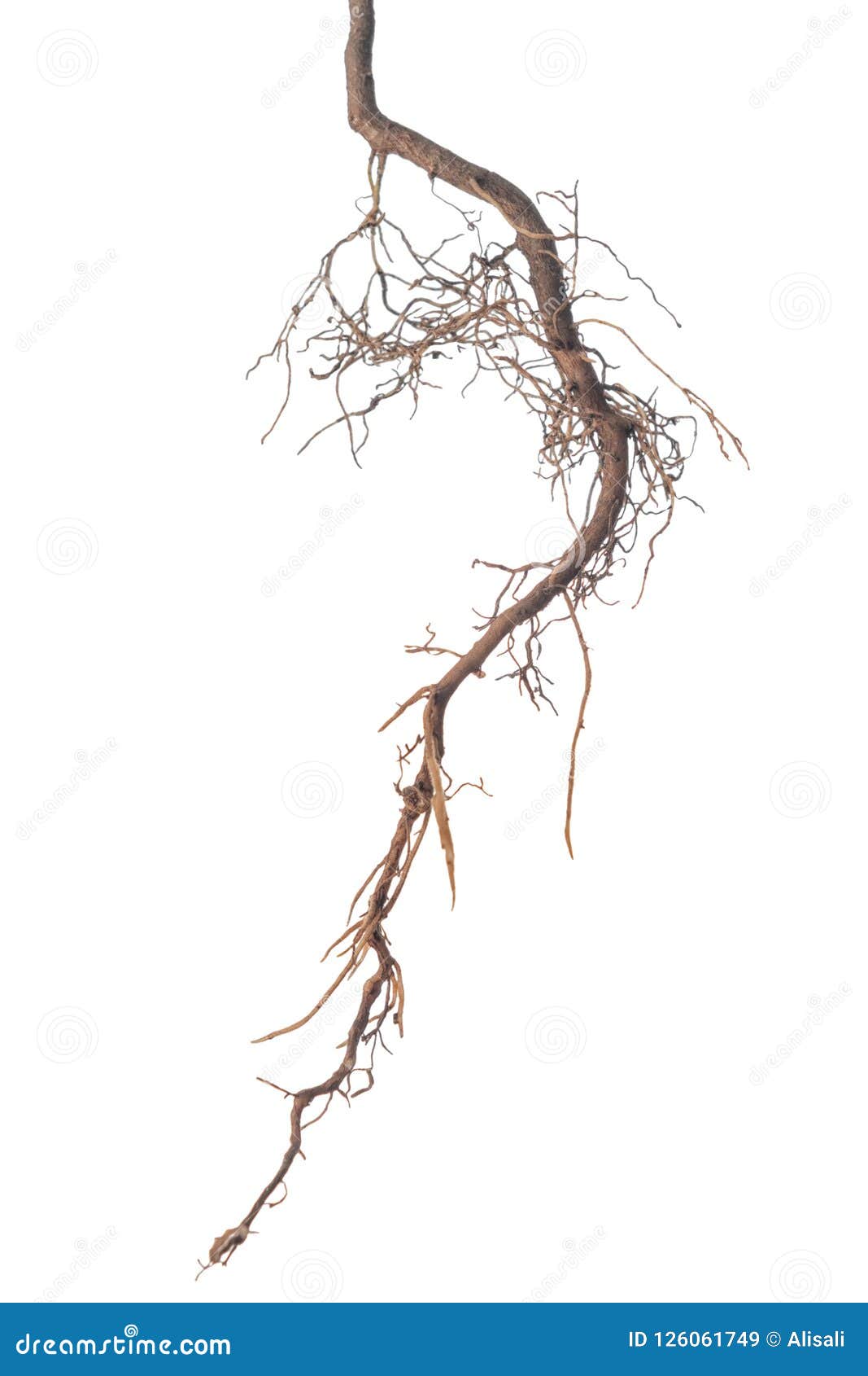 Roots of Tree is Isolated on White Background Stock Image - Image of ...