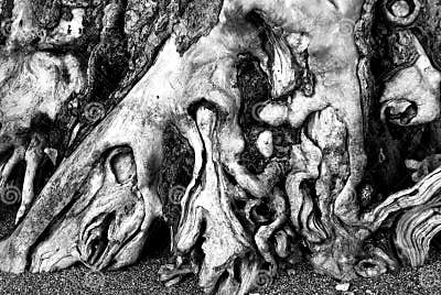 Roots of a Tree in Kauai Hawaii Stock Image - Image of white, beach ...