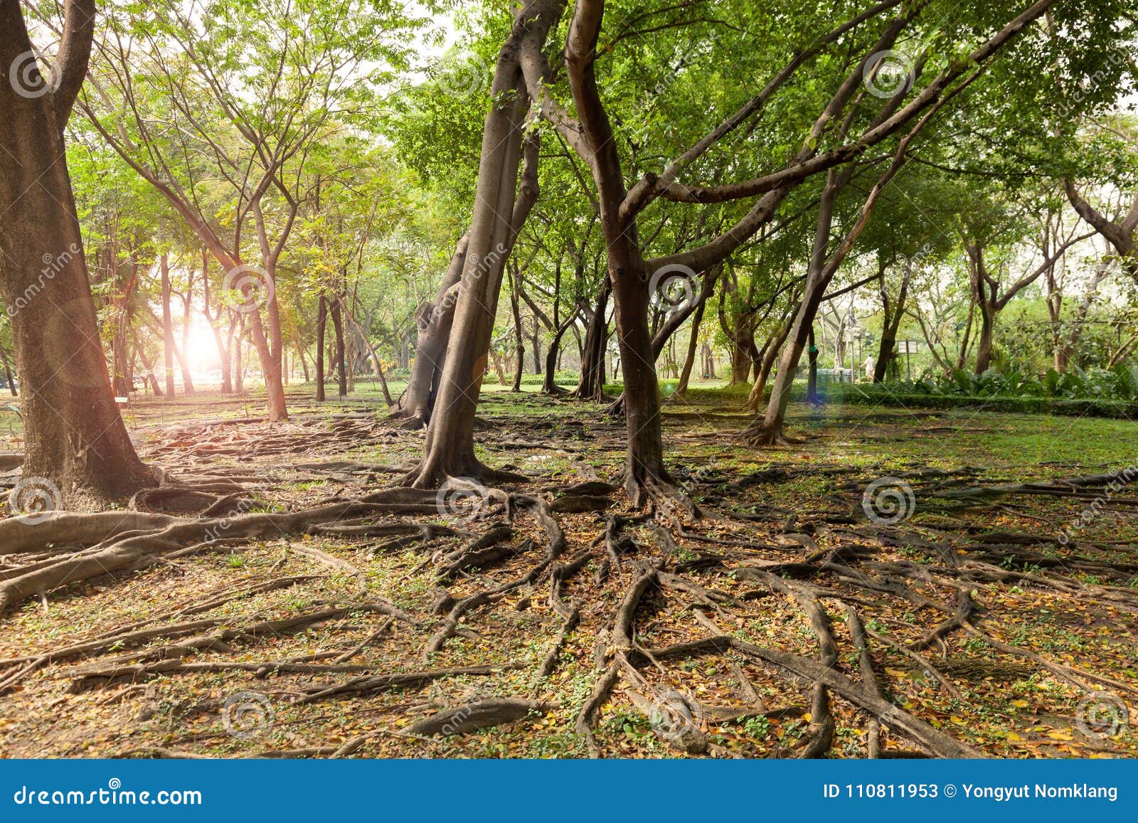 Roots stock image. Image of aged, ground, ecology, foliage - 110811953