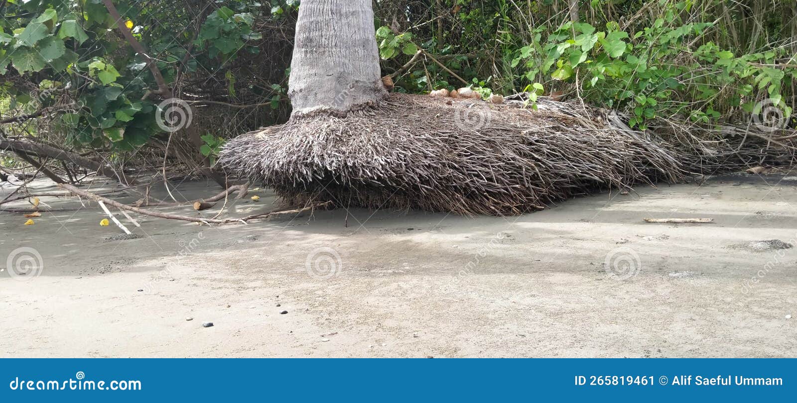 Tree Roots on the Beach stock image. Image of sand, beach - 265819461