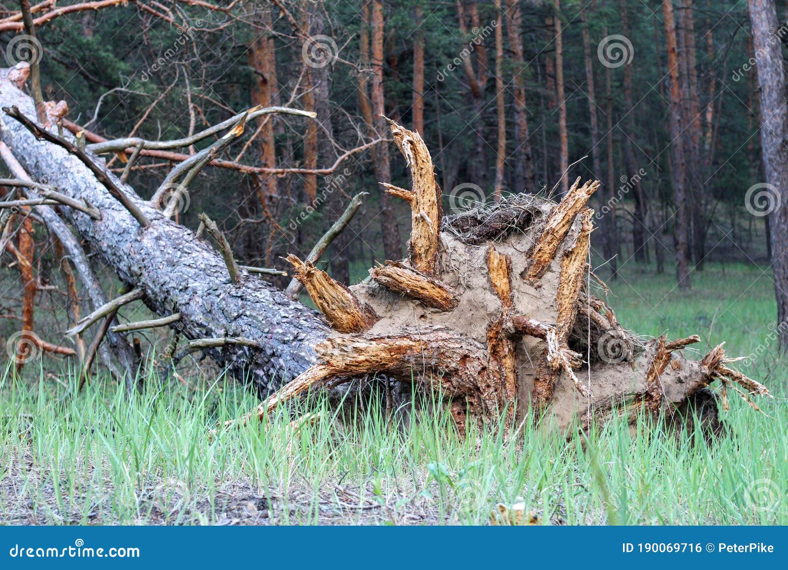 The Roots of a Tree Lying on Its Side Torn by a Hurricane from the Soil ...