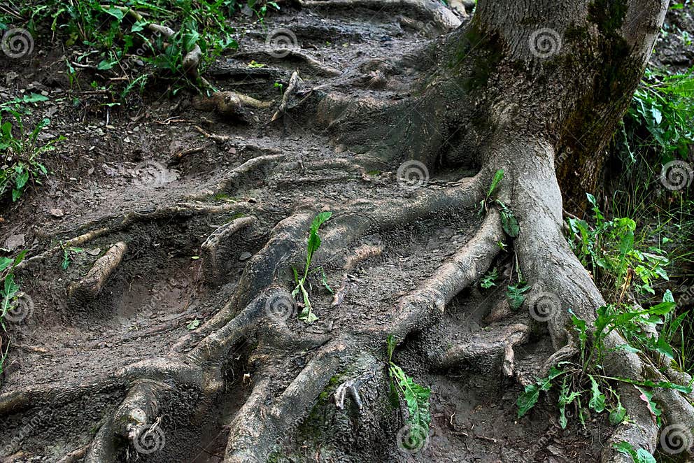 Roots of a Tree in Mud, Dirt and Grass Stock Photo - Image of ...