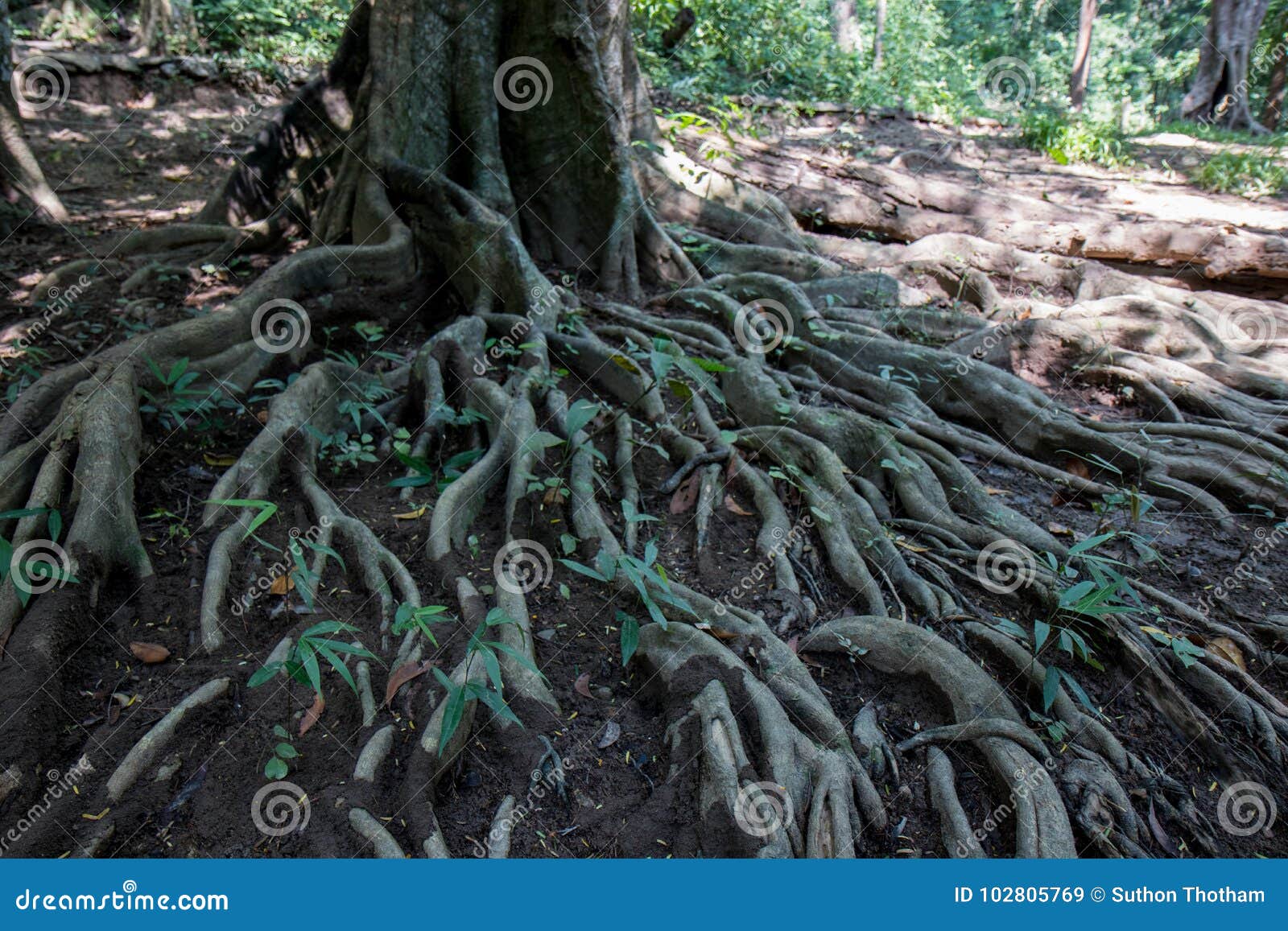 The roots of a tree in mud stock image. Image of green - 102805769