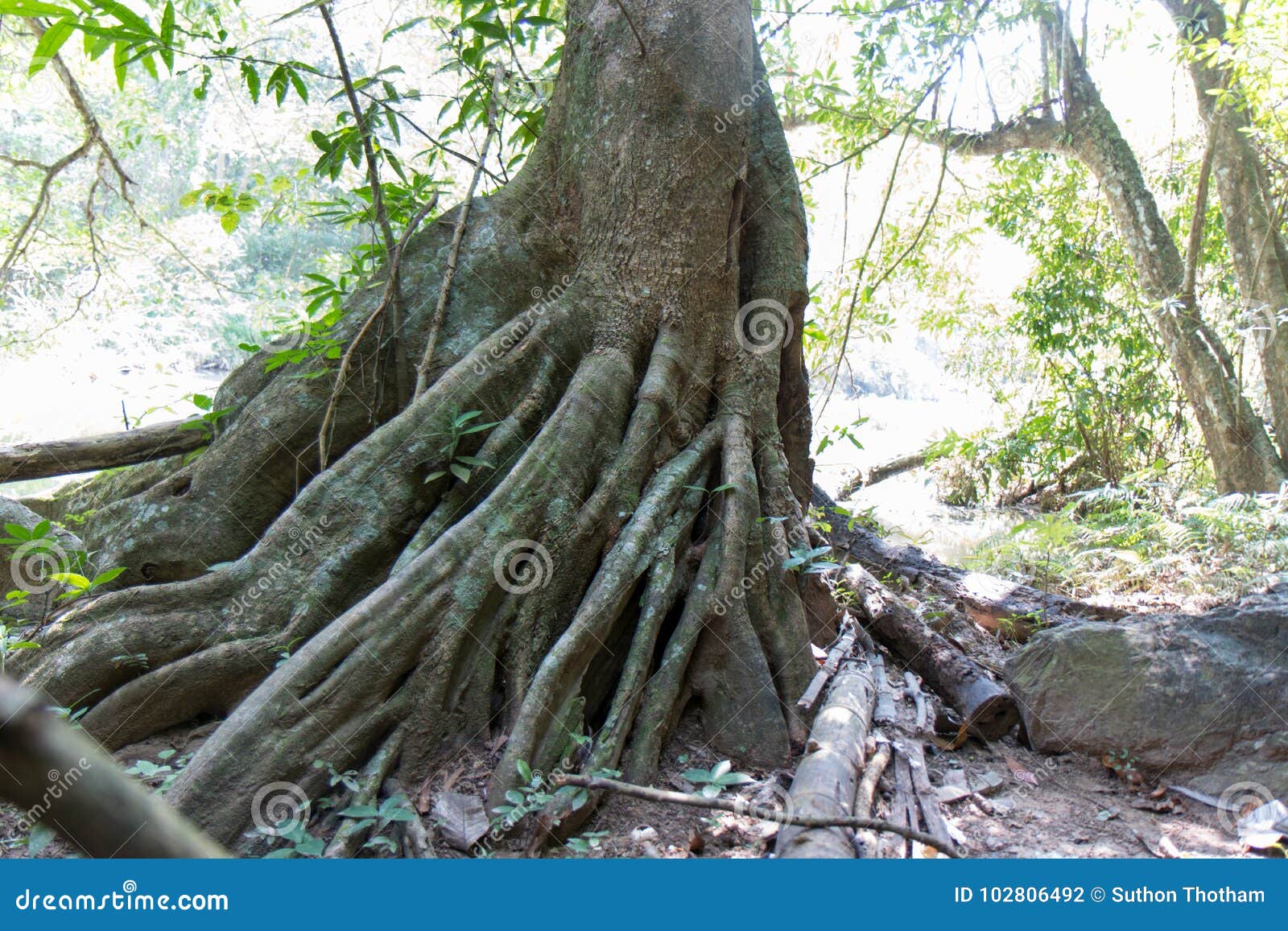 The roots of a tree in mud stock photo. Image of brown - 102806492