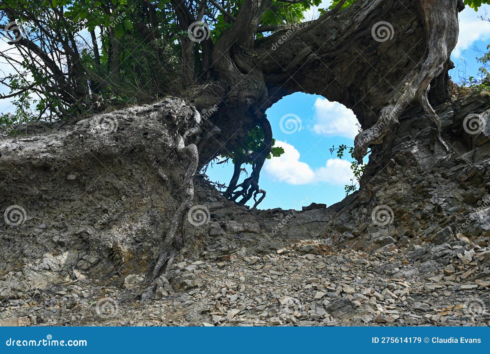 Looking through Tree Roots To Sky Stock Image - Image of vegetation ...