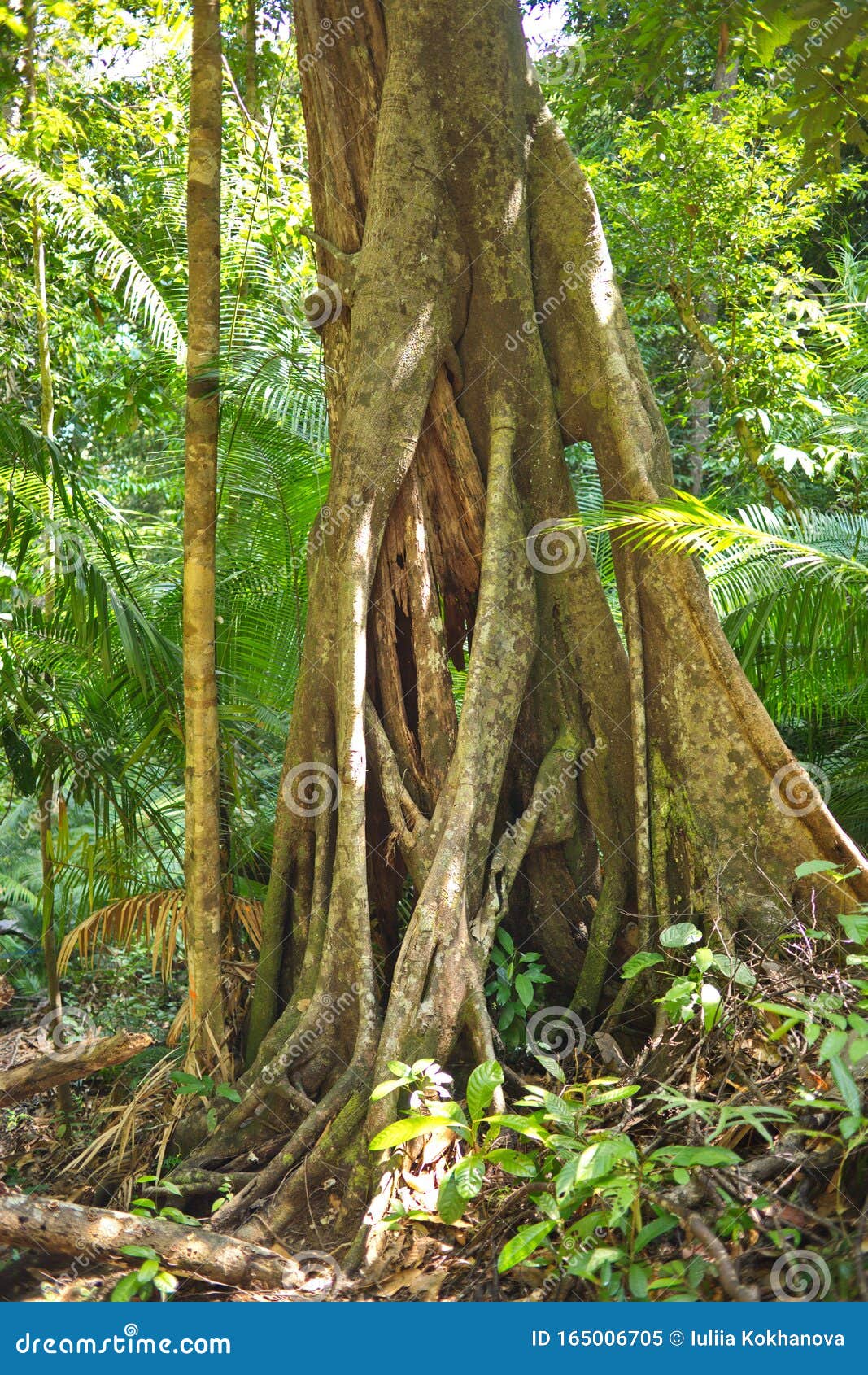 The Roots of a Tree Parasite Braids with a Trunk of Other Tree Stock ...