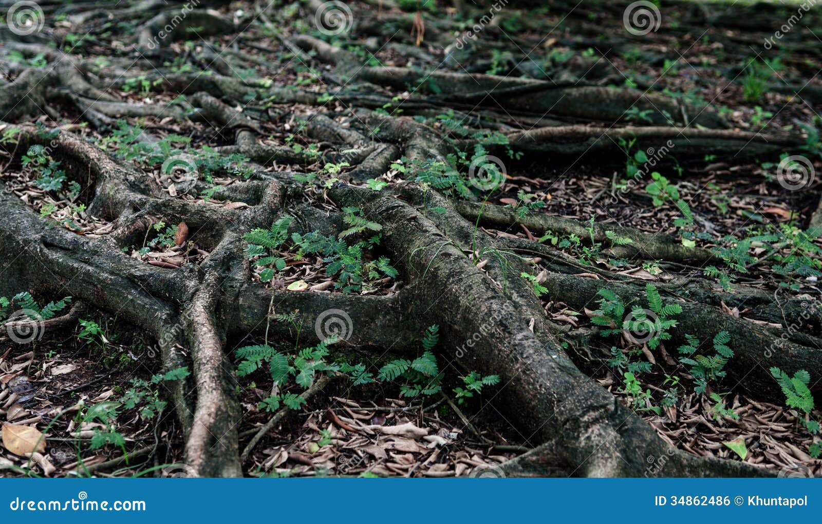 Roots tree in park stock photo. Image of rain, life, pristine - 34862486